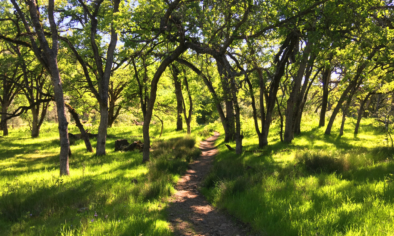 Hiking Dipsea Trail To Muir Woods National Monument – Another 100 Feet