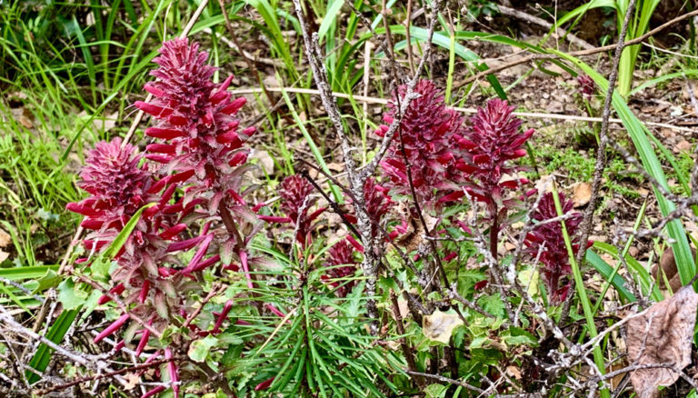 Hiking Upper Ritchey Canyon at Bothe-Napa Valley State Park – Another ...