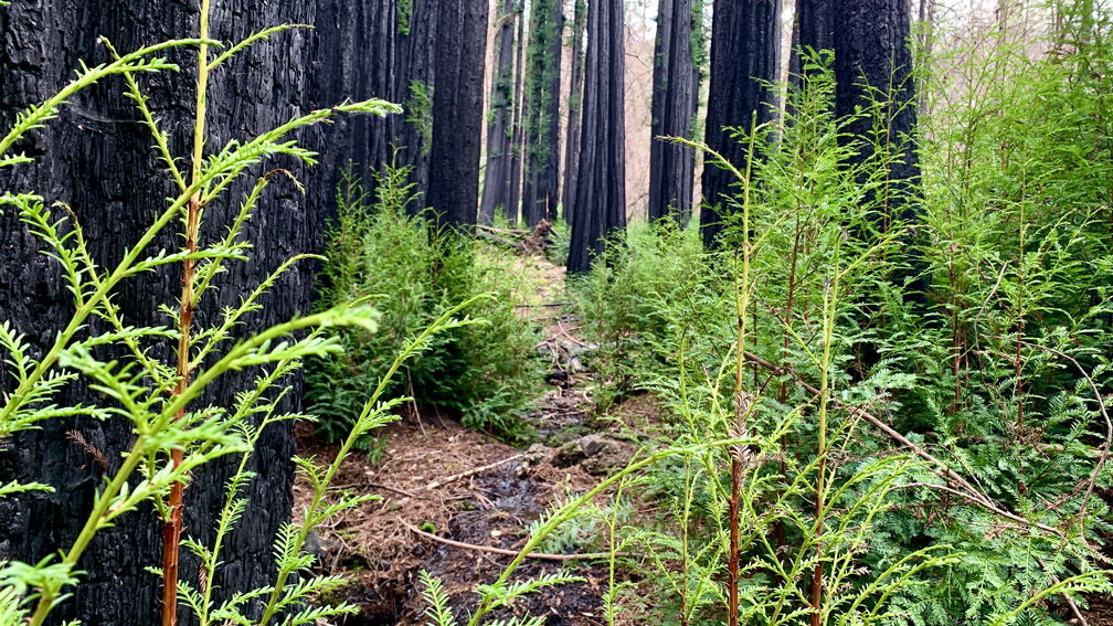 Upper Ritchey Canyon at Bothe-Napa Valley State Park